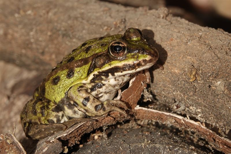 De groene kikker is ontwaakt - Internetgazet Heusden-Zolder