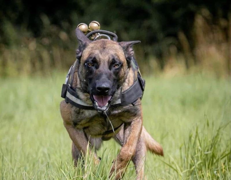 Deze week wereldkampioenschappen reddingshonden - Internetgazet Heusden ...