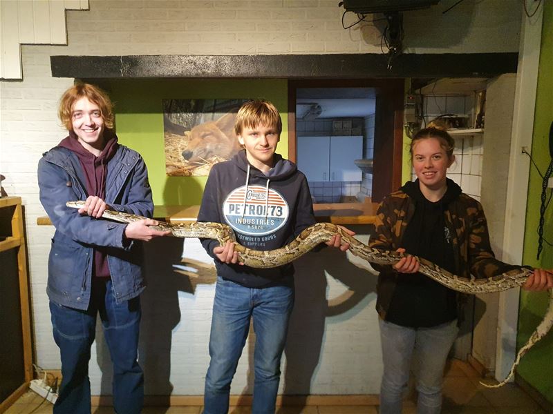 Tijgerpython van bijna 3 meter in VZOC - Internetgazet Heusden-Zolder