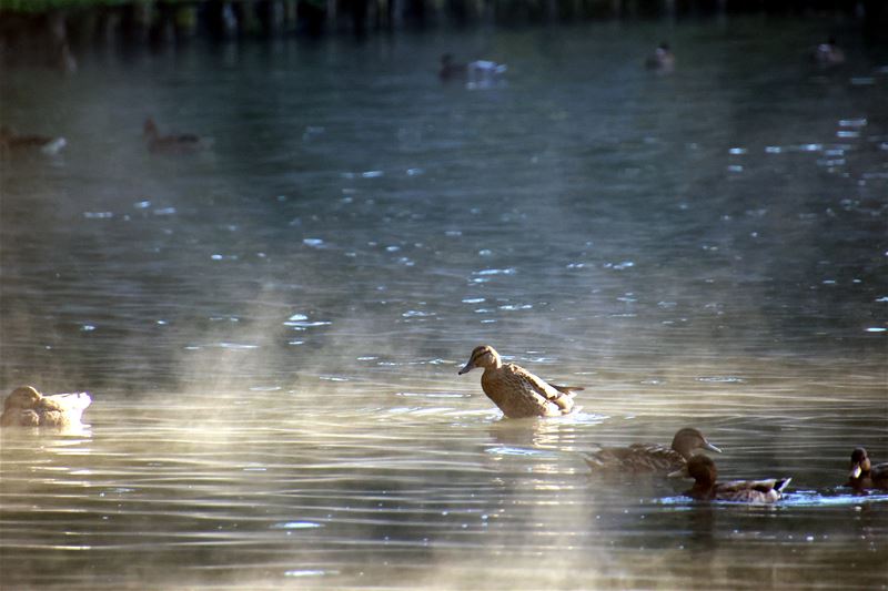 Vanochtend gezien - Internetgazet Heusden-Zolder